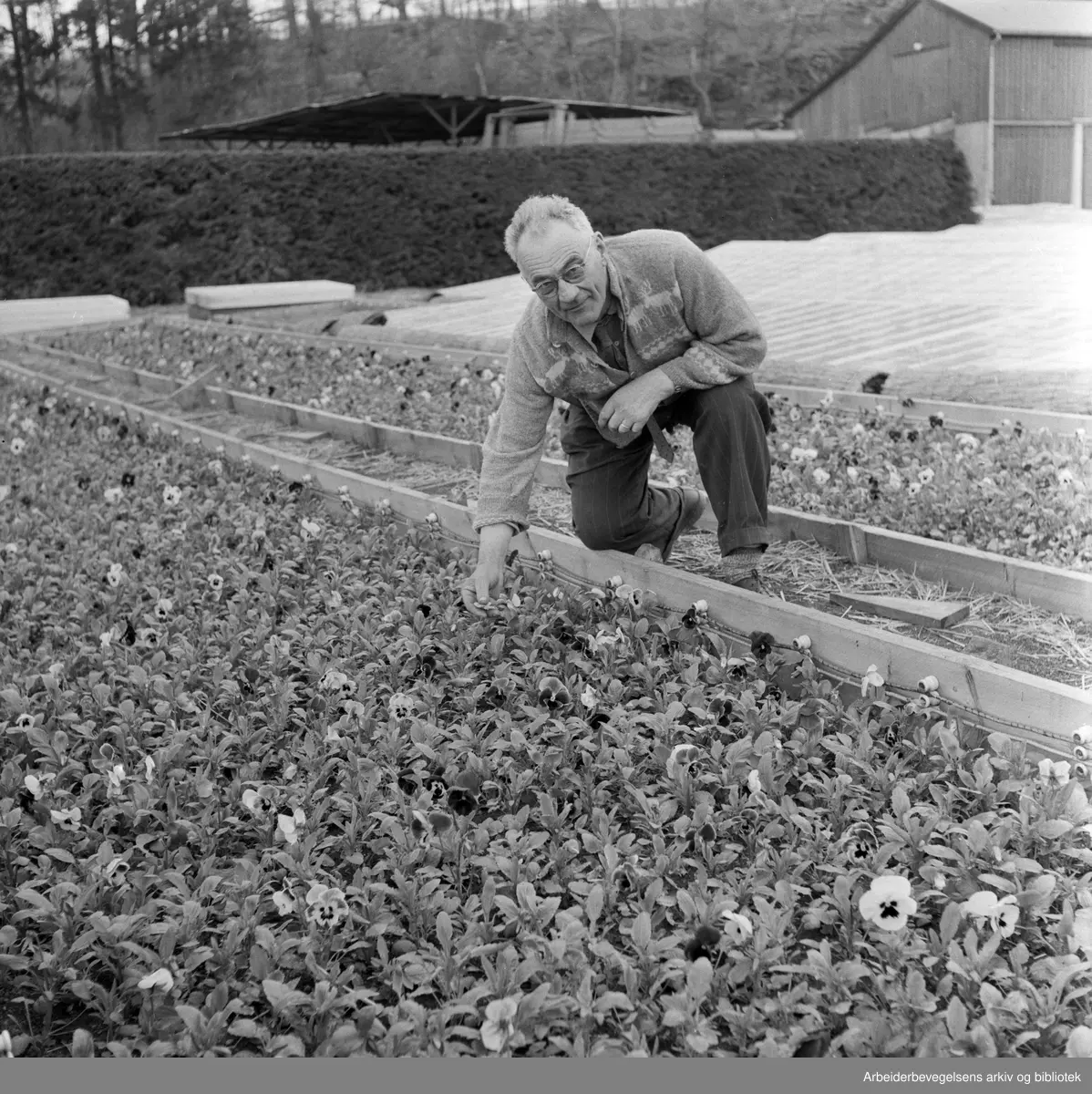 Gartner Otto Larsen. Oslo kommunale gartneri. April 1957 ...