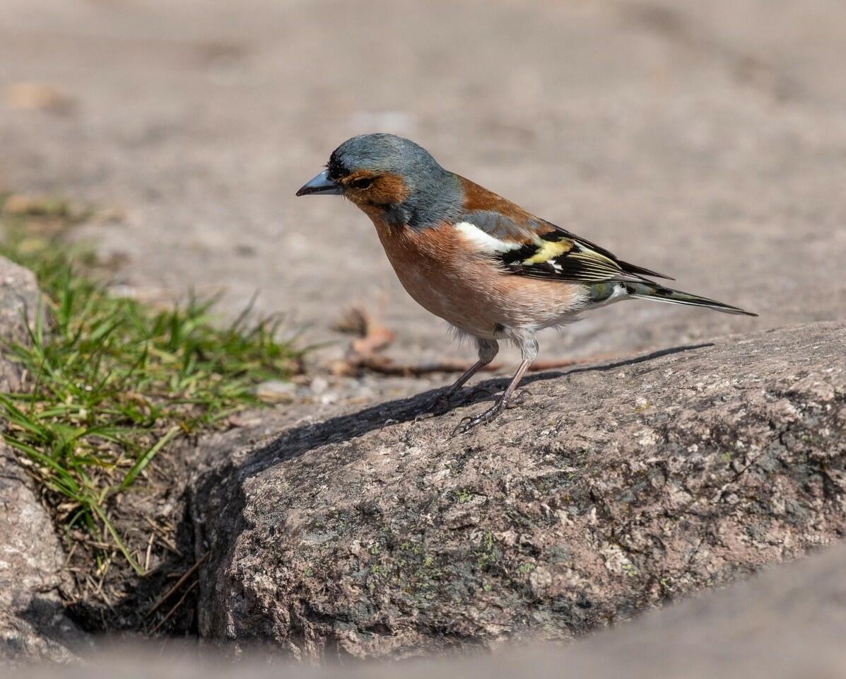 Bokfink - Asker museum