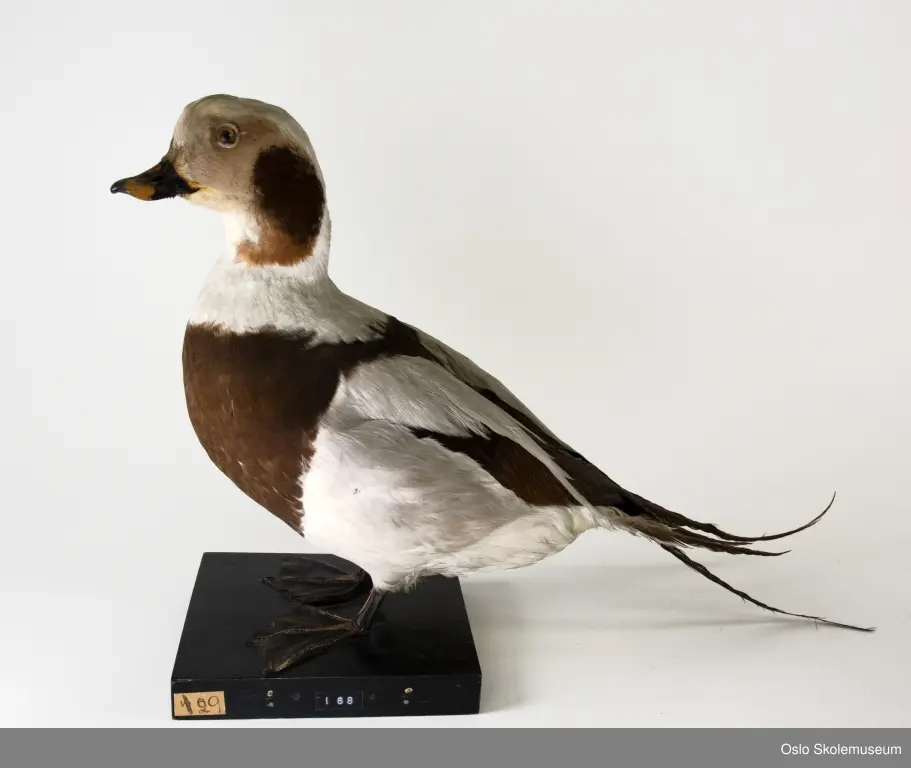 Isand - Oslo Skolemuseum / DigitaltMuseum