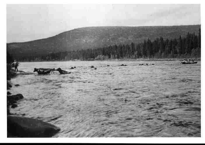 Vann, storfe, vassing, båt, - Anno Musea i Nord-Østerdalen / DigitaltMuseum