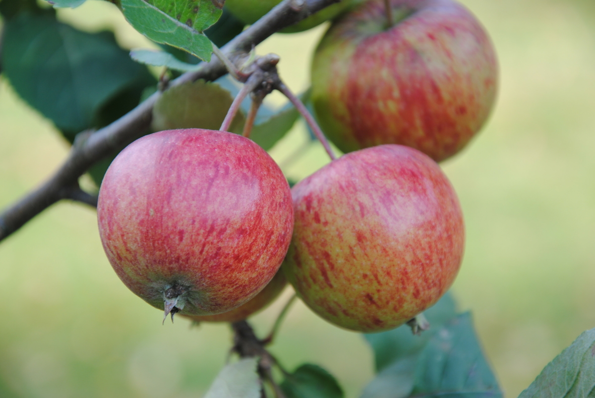 Äpple - Vallby Friluftsmuseum / DigitaltMuseum