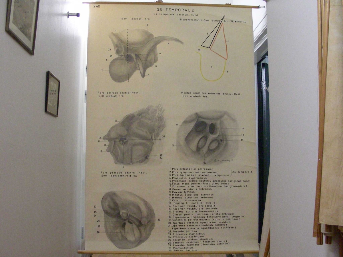 Anatomisk plansje - Vitenparken Campus Ås / DigitaltMuseum
