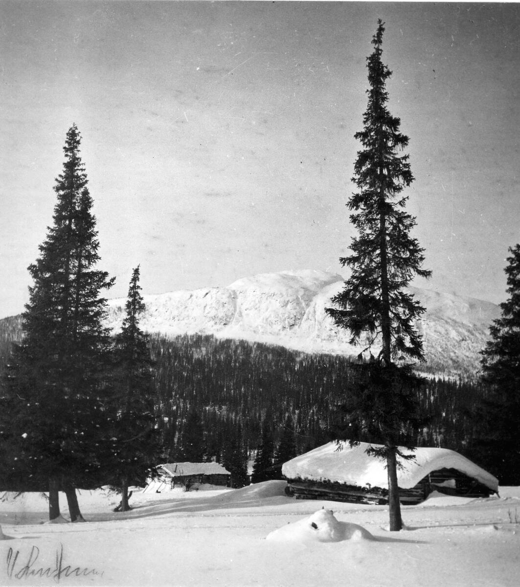 Vildmon, Jorm - Västernorrlands museum / DigitaltMuseum