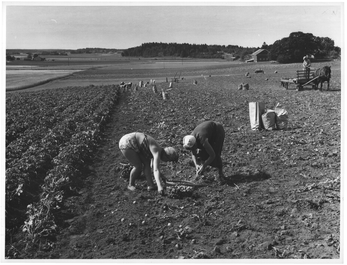 Tidligpotetene tas opp. Rygge - DEXTRA Photo / DigitaltMuseum
