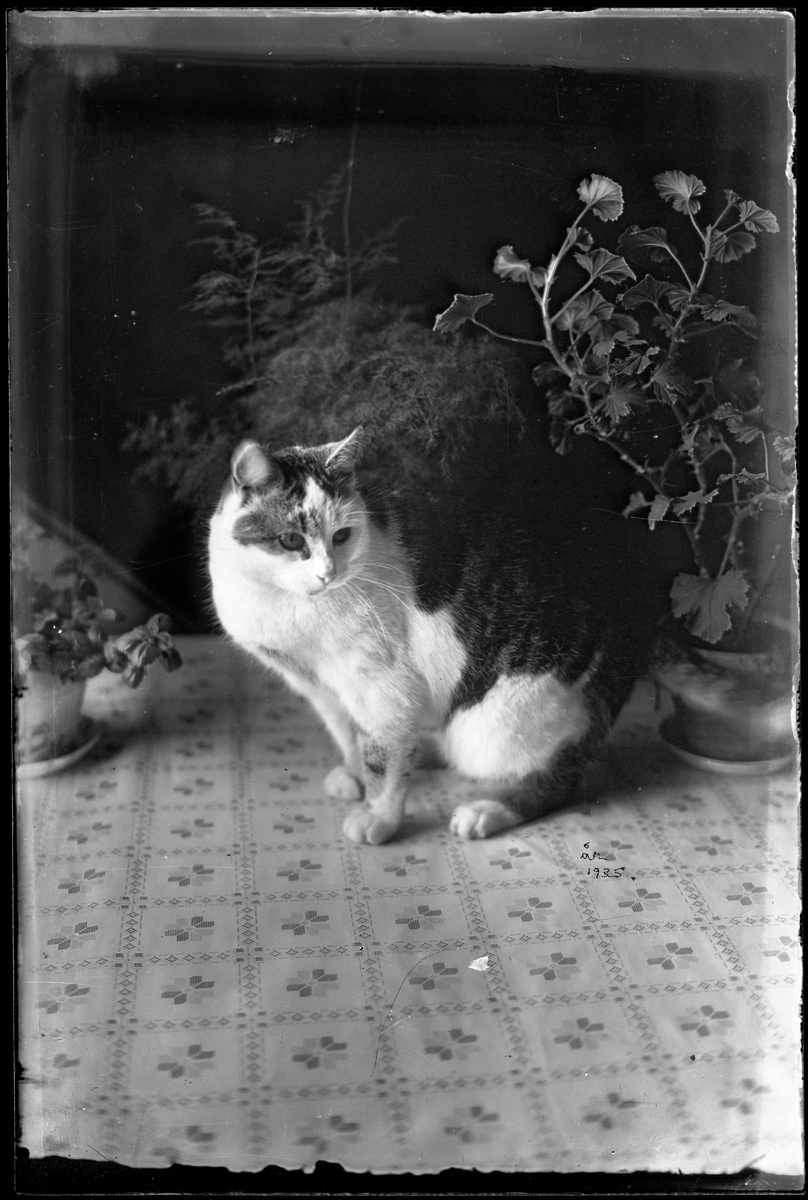 Katt på bordet - Västergötlands museum / DigitaltMuseum