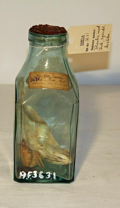 Spindelkrabba och fisk i spritflaska - Medelpads fornminnesförening ...