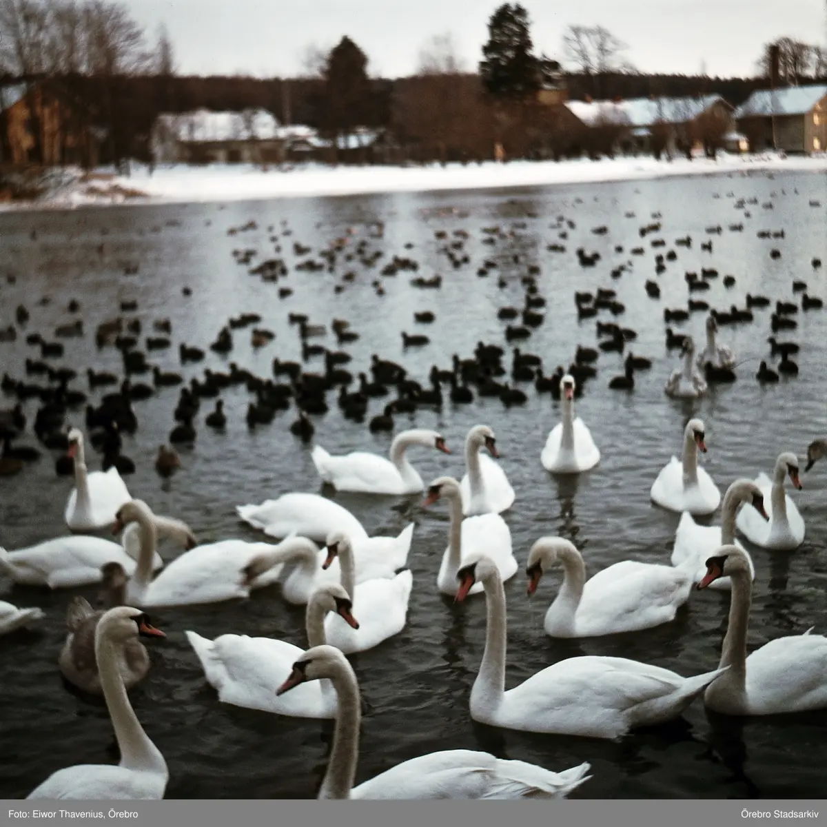 Svanar i Svartån, 1950-tal - Örebro Stadsarkiv / DigitaltMuseum