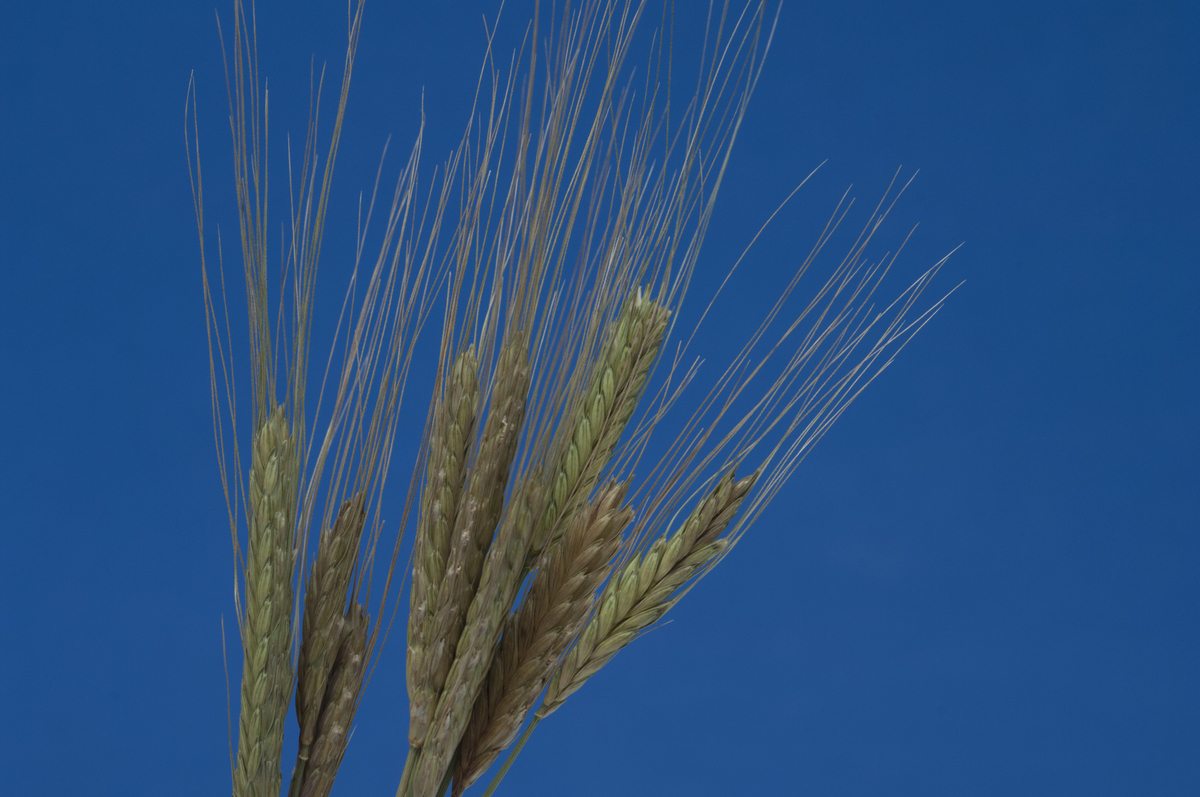 Korn. Hvete enkorn (Triticum monococcum). Gotland. - Arkeologisk museum ...