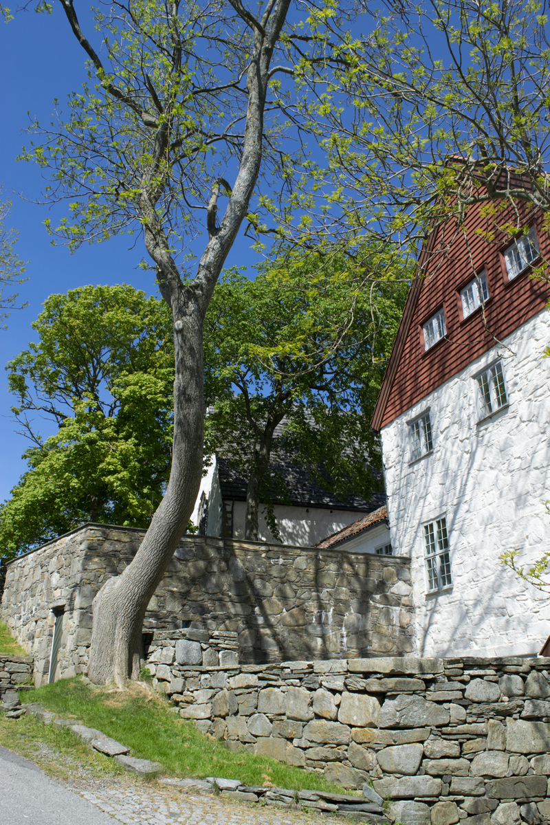 Trær rundt Utstein Kloster. - Arkeologisk museum, Universitetet i ...