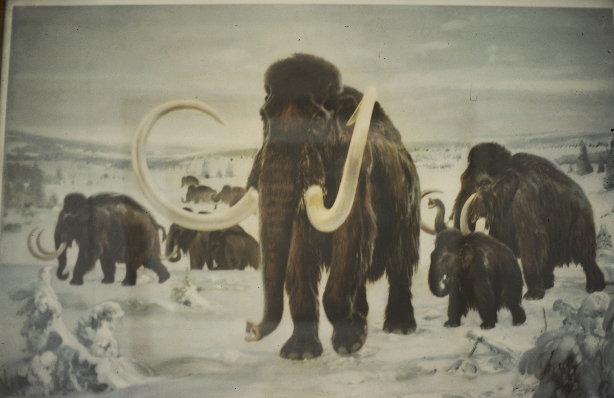 Geologisk museum Warszawa. - Arkeologisk museum, Universitetet i ...