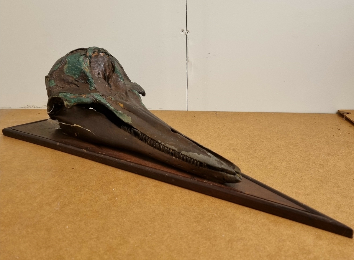 KRANIUM AV DELFIN - Vänersborgs museum / DigitaltMuseum