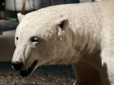 Dyrelivet på Svalbard - Svalbard Museum