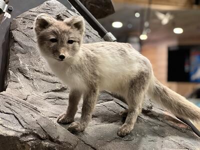 Dyrelivet på Svalbard - Svalbard Museum
