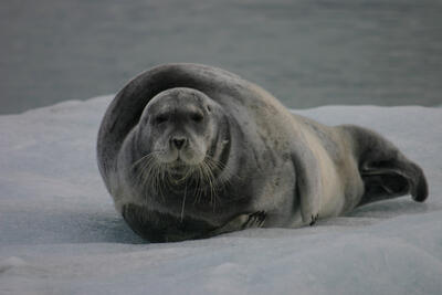 Dyrelivet på Svalbard - Svalbard Museum