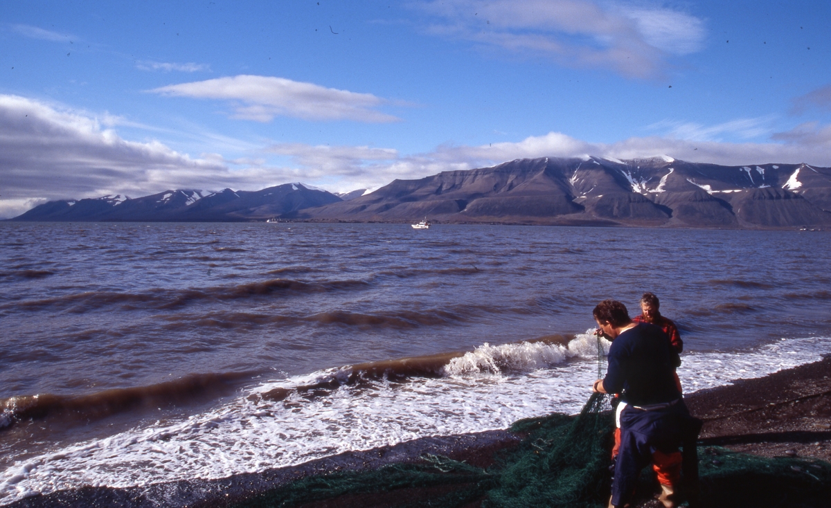 Merking av hvithval(Kvitfisk, beluga). Christian Lydersen og Hans Lund ...
