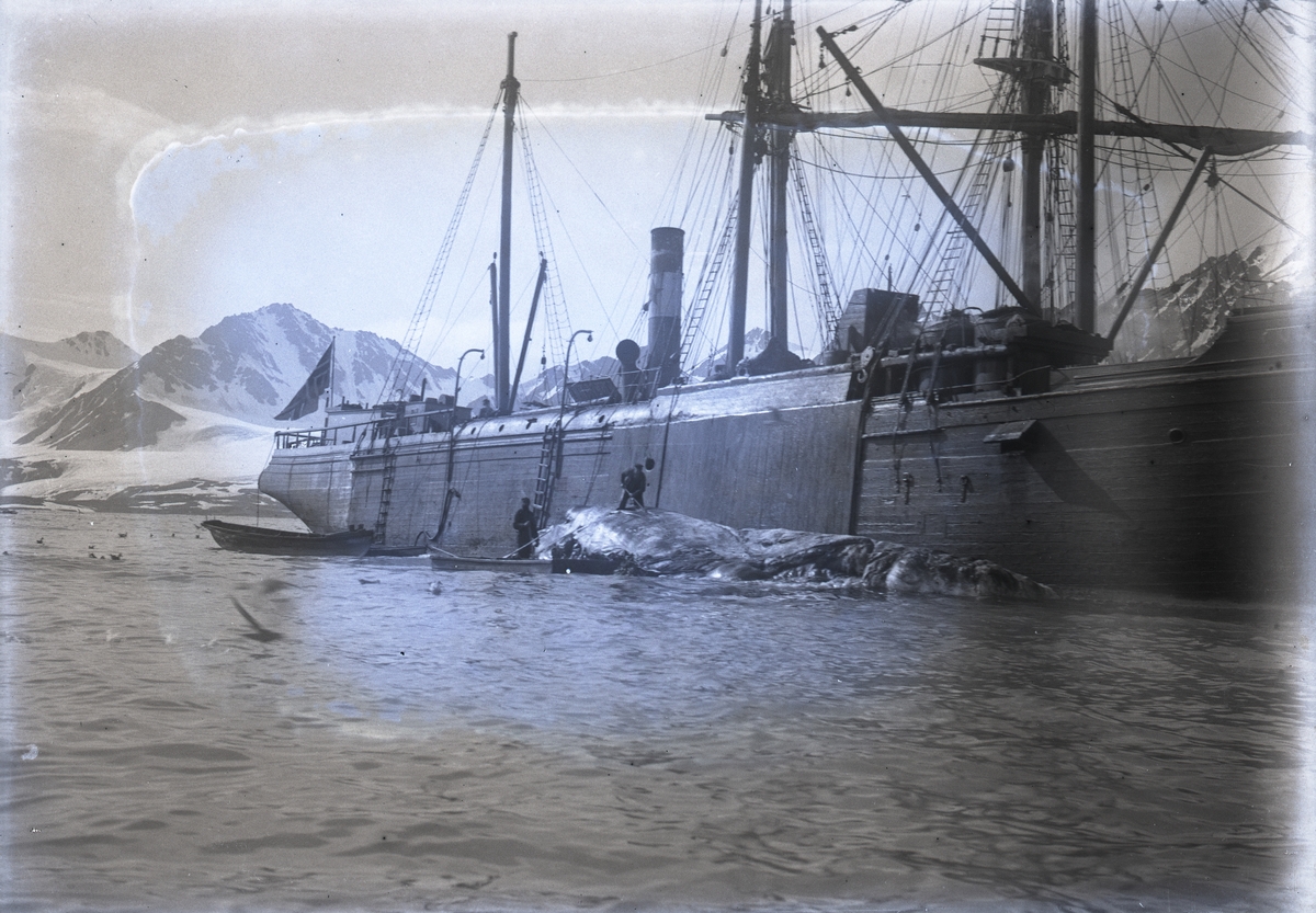 Hvalfangst. Bildet var i boksen SVB 3003 - Svalbard museum / DigitaltMuseum
