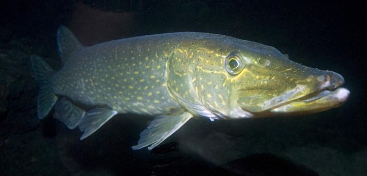 Gjedde - - DigitaltMuseum