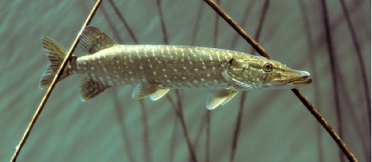 Gjedde - - DigitaltMuseum