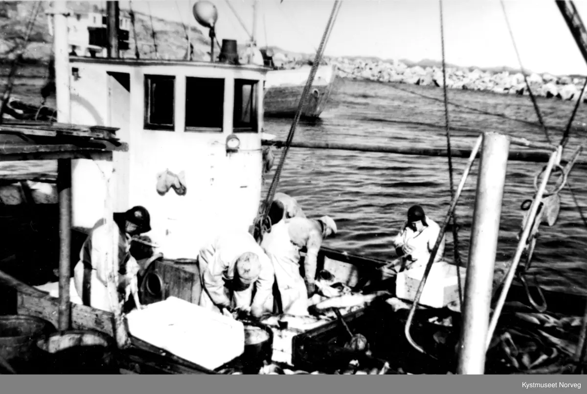 M/K"Brenning" i Nordøyan - Kystmuseet Norveg / DigitaltMuseum