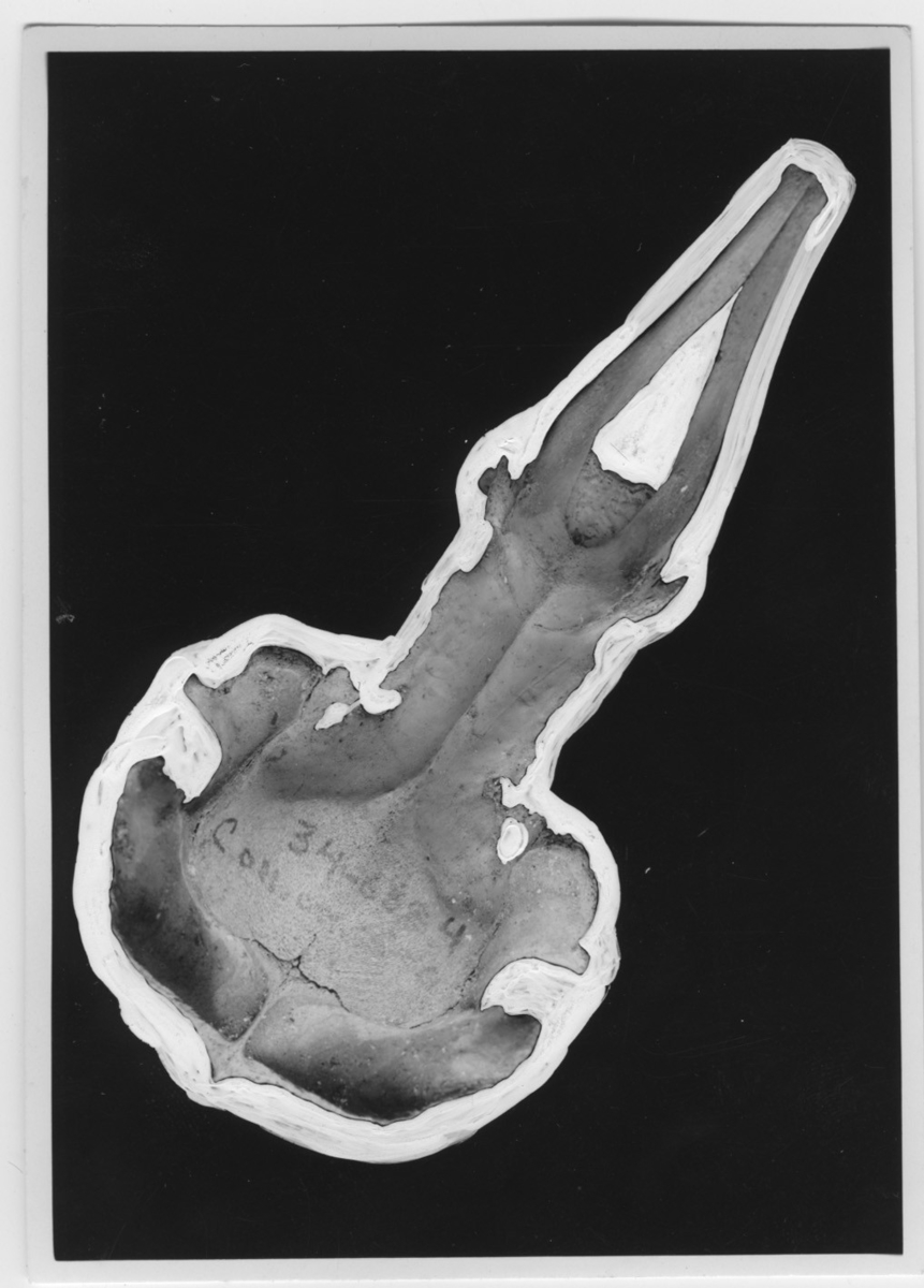 Pinguinus Impennis Linnaeus 1758 Alca Impennis Linnaeus