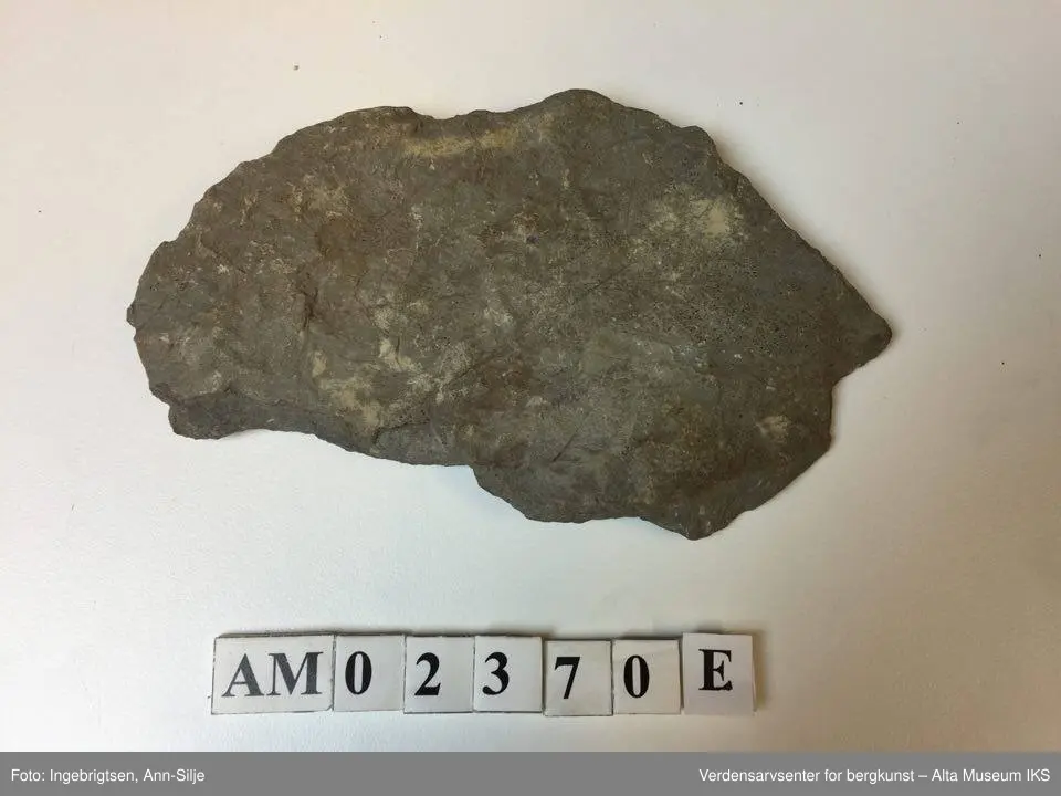 Fossiler fra Svalbard - Verdensarvsenter for bergkunst – Alta Museum ...