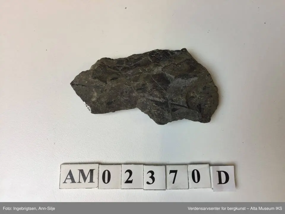 Fossiler fra Svalbard - Verdensarvsenter for bergkunst – Alta Museum ...
