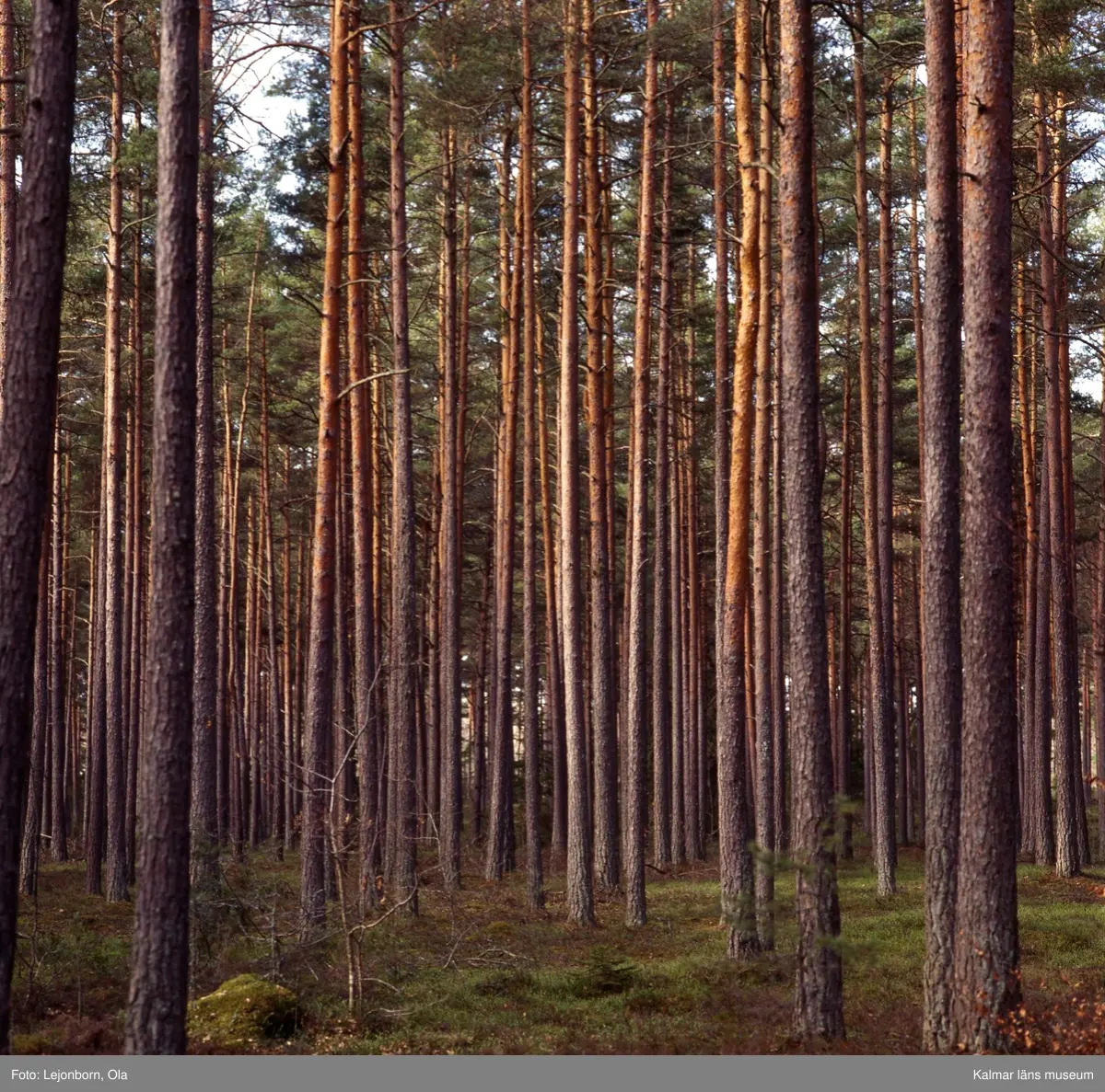 Tallskog i Tvärskog. - Kalmar läns museum / DigitaltMuseum