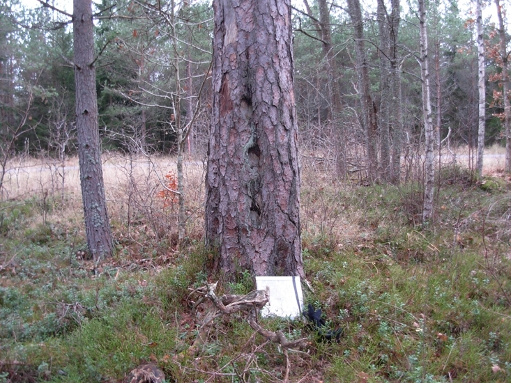 Tjärtall Foto av tall med huggspår. Tallen har på östra sidan 3 ...