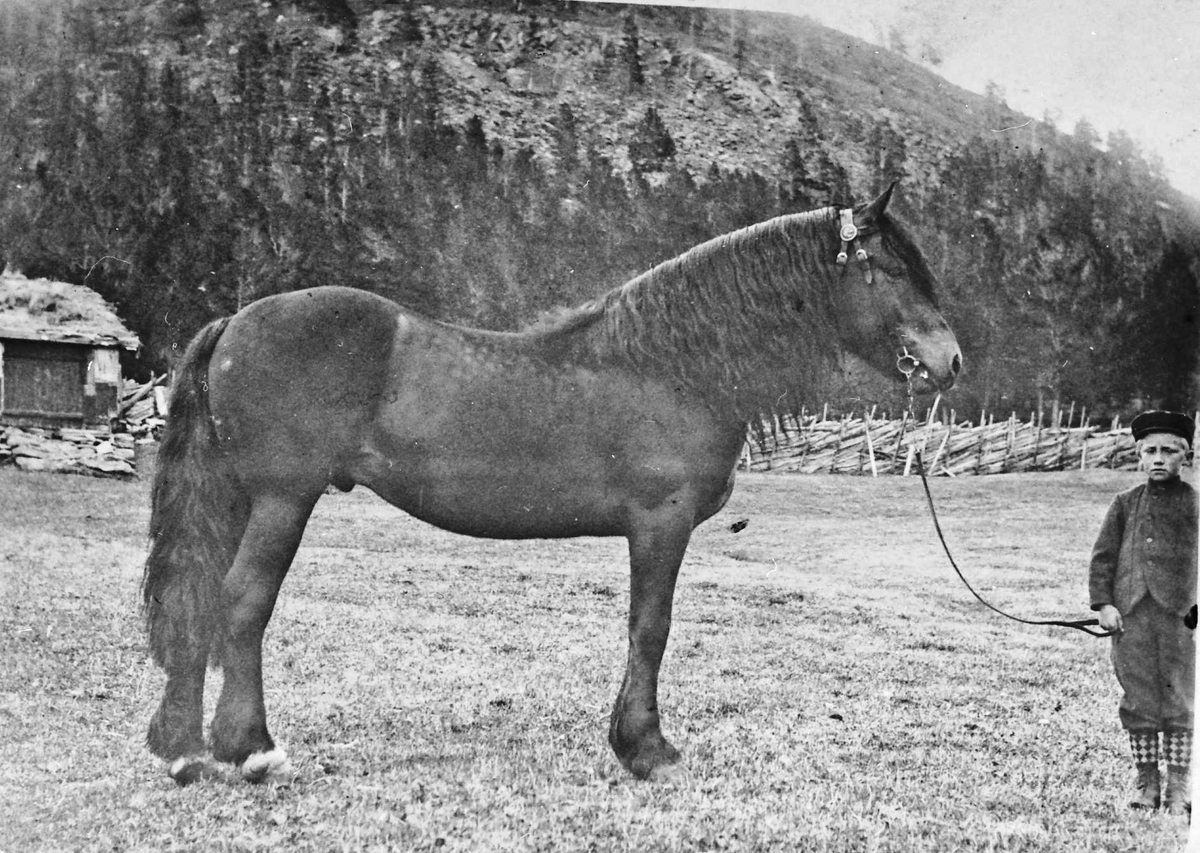 Liten gutt med stor hest, "Arthur 8 år gammel" - Anno Musea i Nord ...