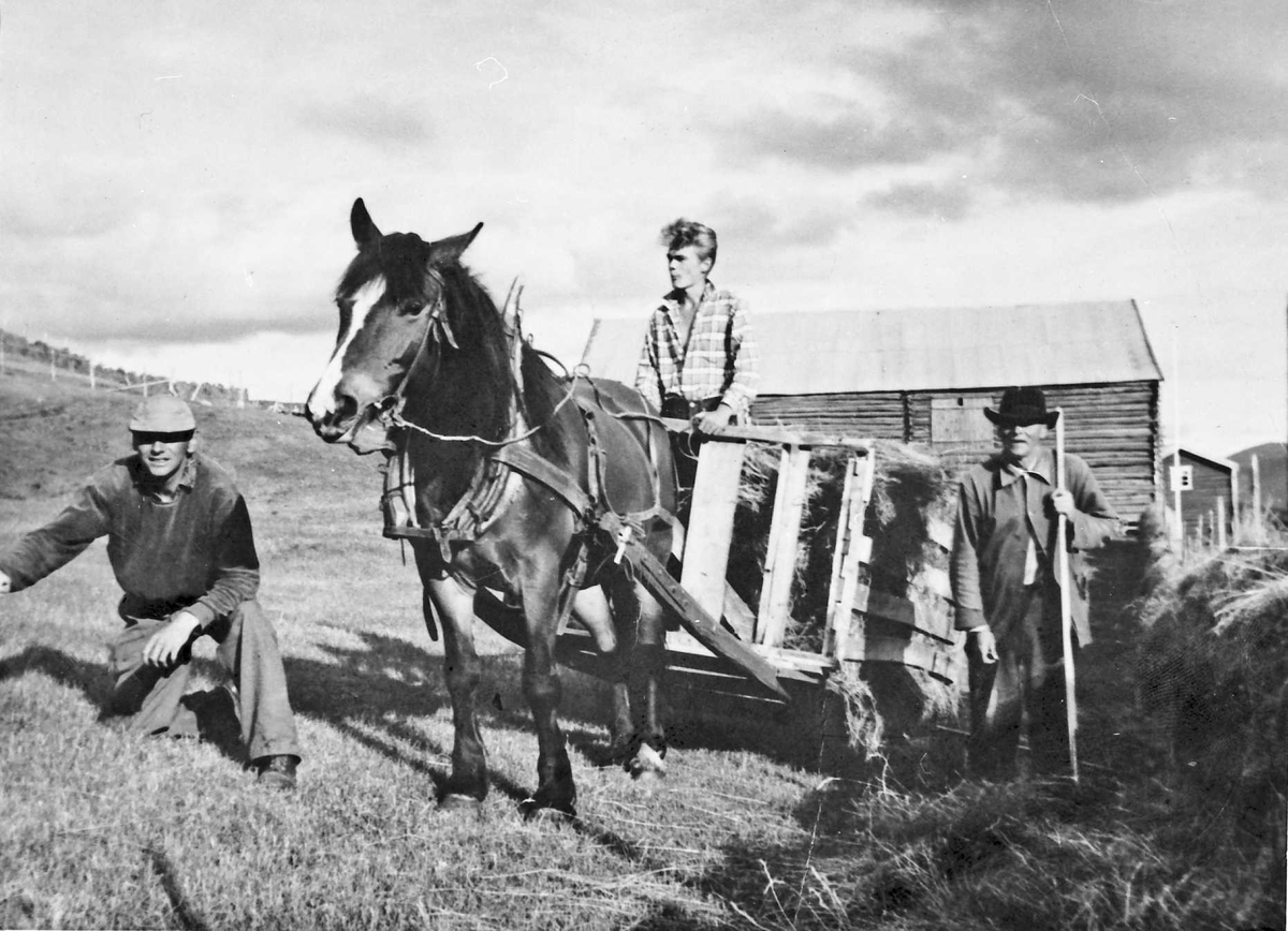 Høykjøring med hest og vogn på Nistugu, Dalen - Anno Musea i Nord-Østerdalen / DigitaltMuseum