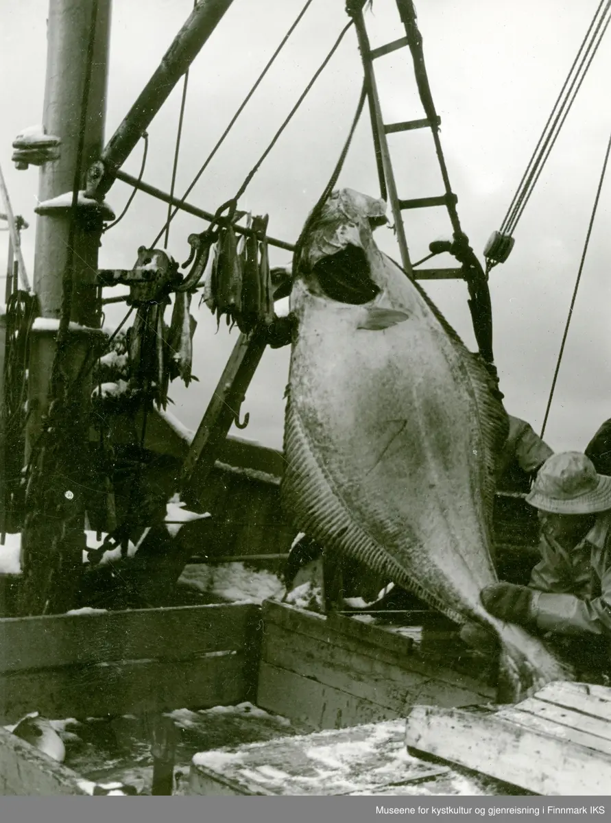 Garnfiske. Stor kveite tas ombord. Forskningsfartøyet "Thor Iversen" (B ...