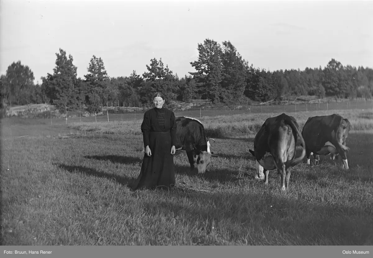 Kyr på beite. - Oslo Museum / DigitaltMuseum