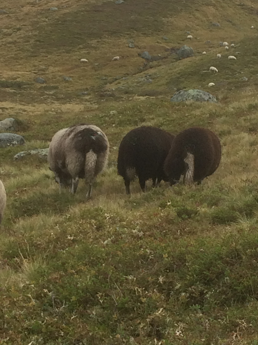 Samling av sauer frå heia. 5000 sauer blir samla ved Flåtå ved ...