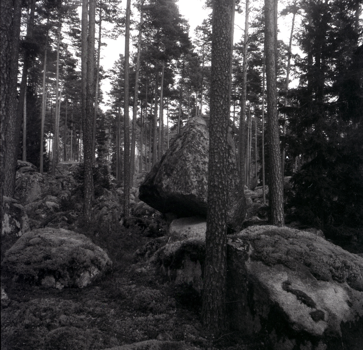 Nationalparken i Norra Kvill. Skog och flyttblock. - Kalmar läns museum ...