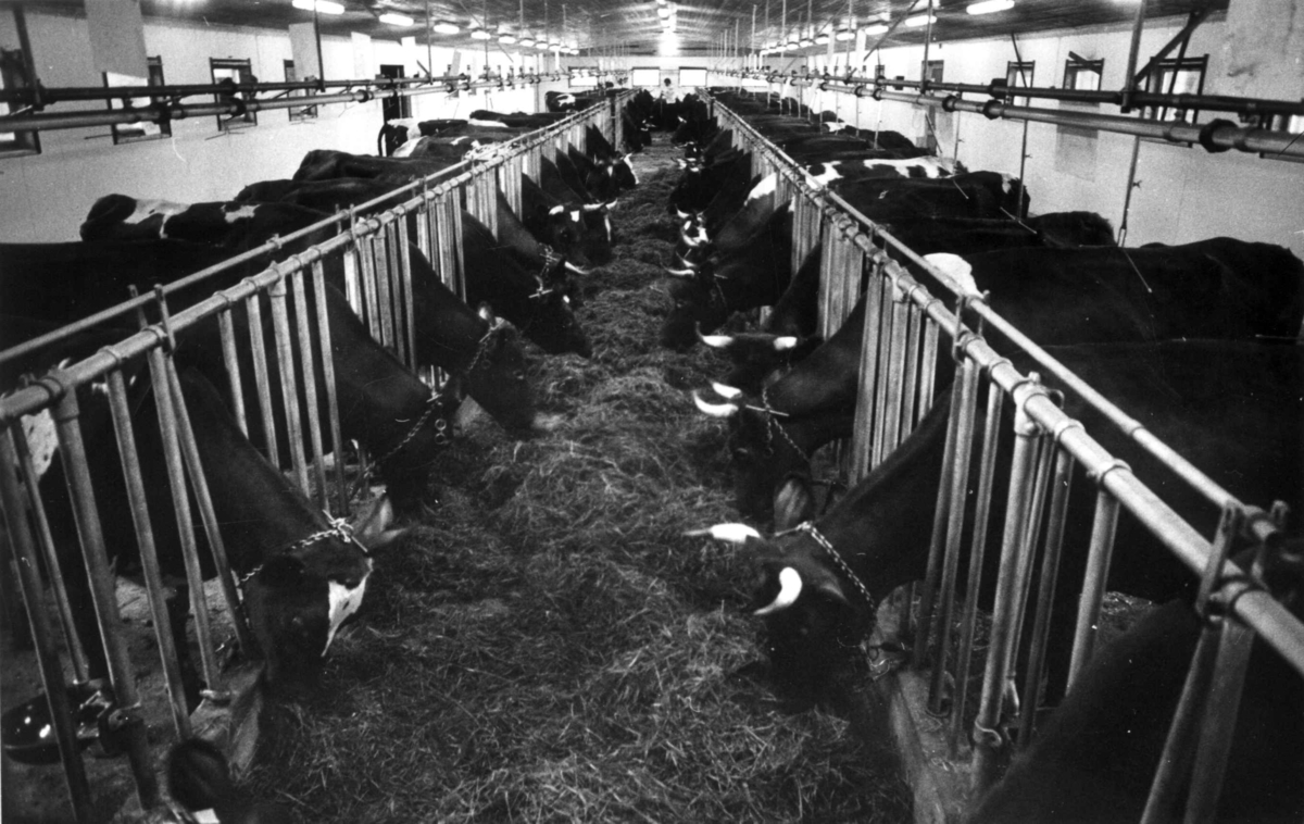 Fellesfjøs med 55 melkekyr, drives av fire familier i Valjok. - Norsk ...