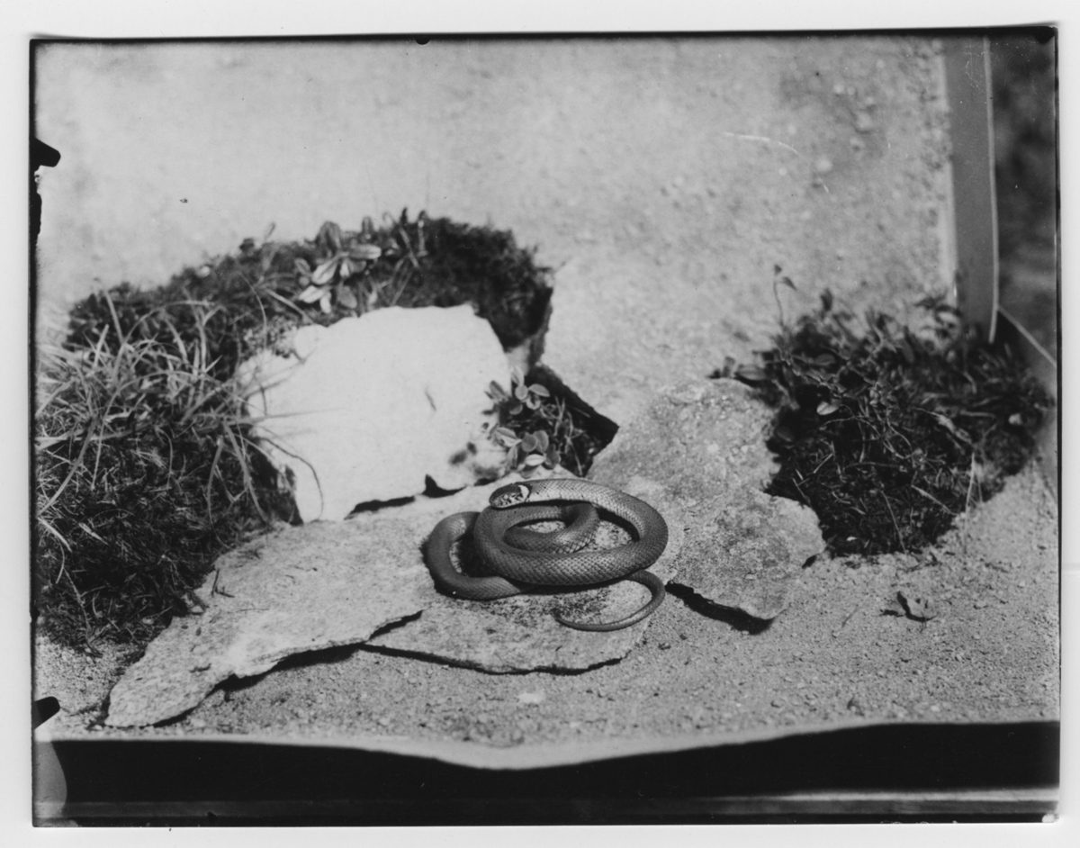 Natrix natrix (Linnaeus), , , , (Tropidonotus natrix) - Göteborgs ...