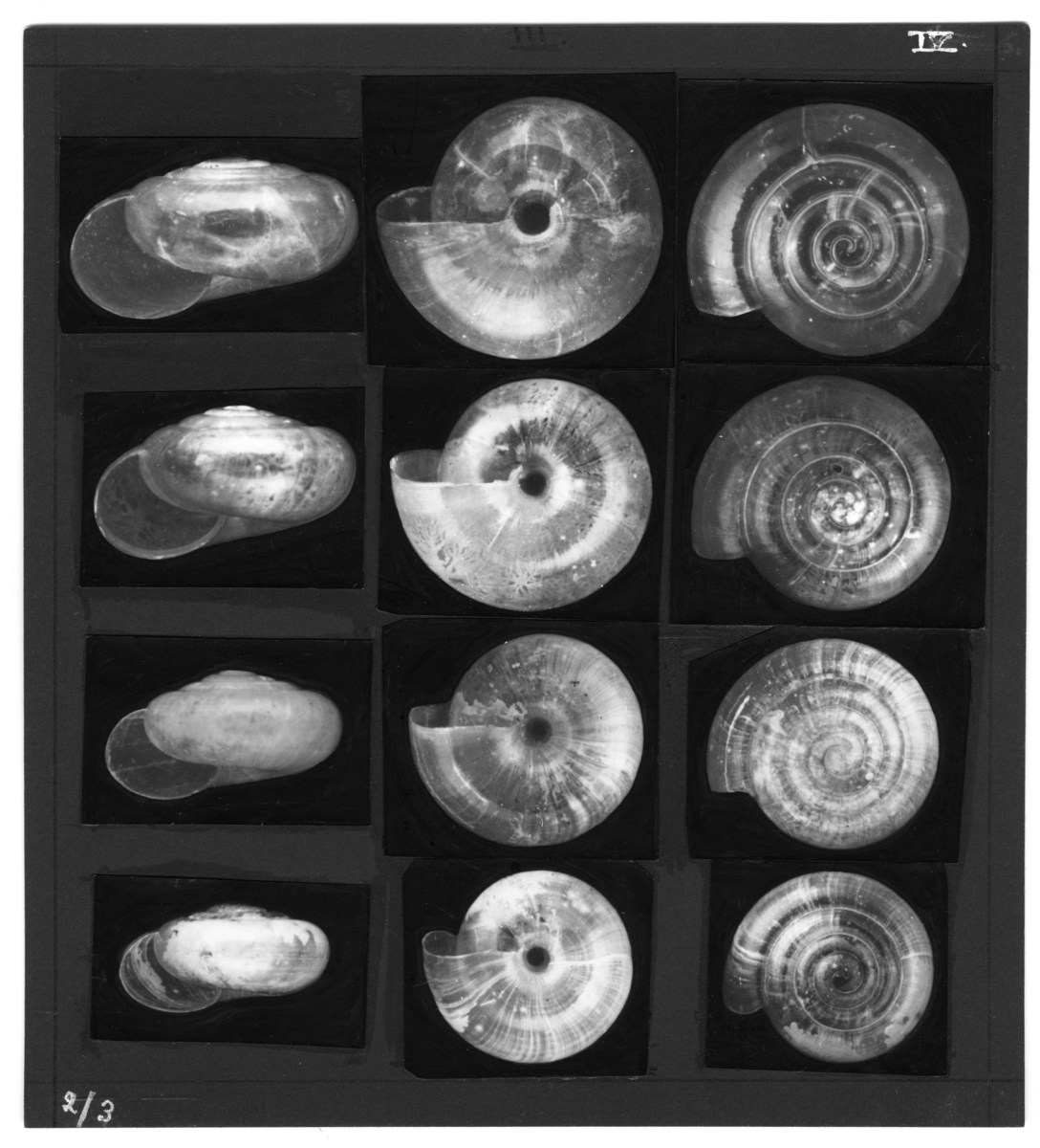 'Foto till ''Landmollusken aus Island gesammelt von Dr Carl Lindroth ...