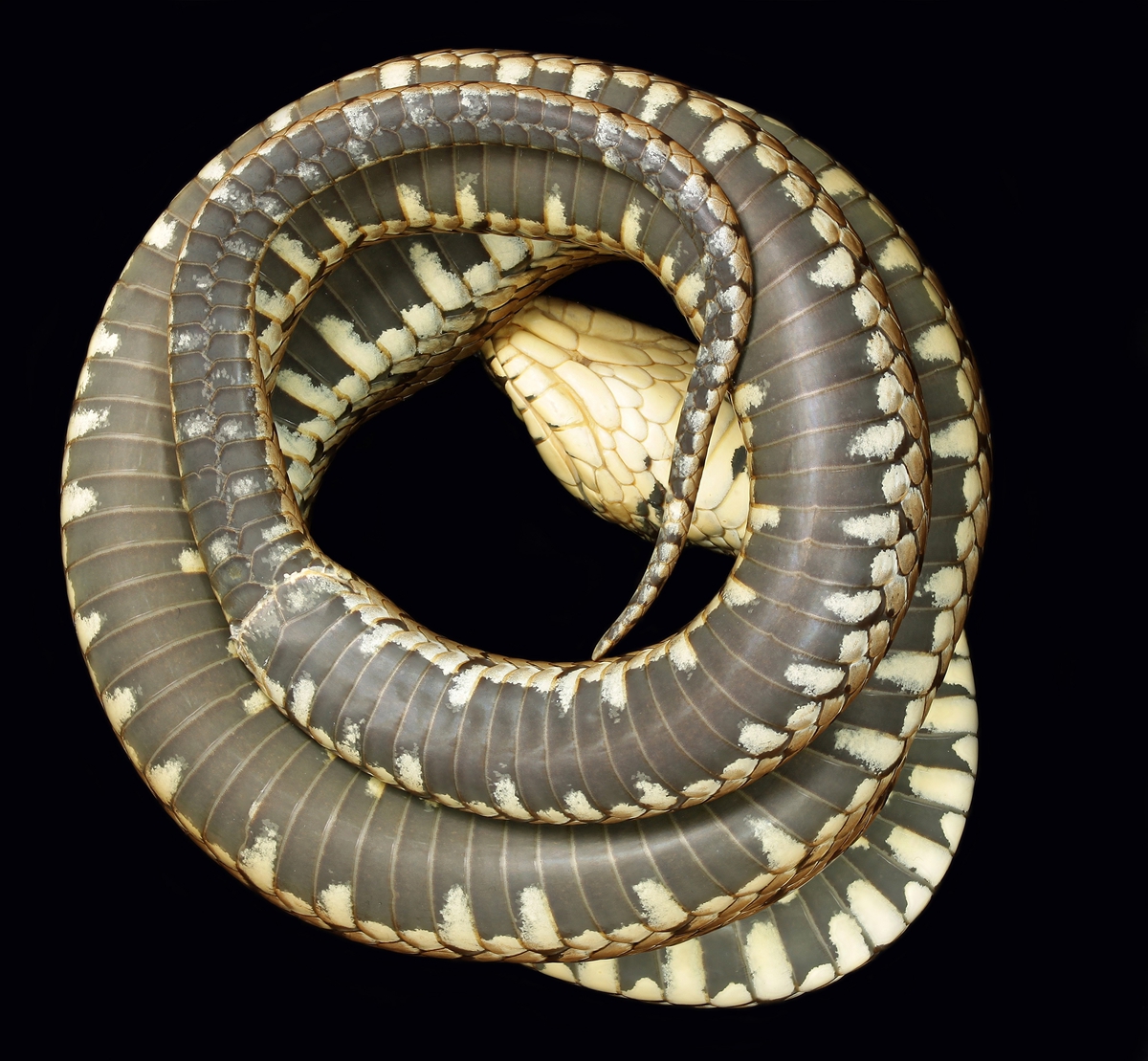 Natrix natrix gotlandica - Göteborgs Naturhistoriska Museum ...