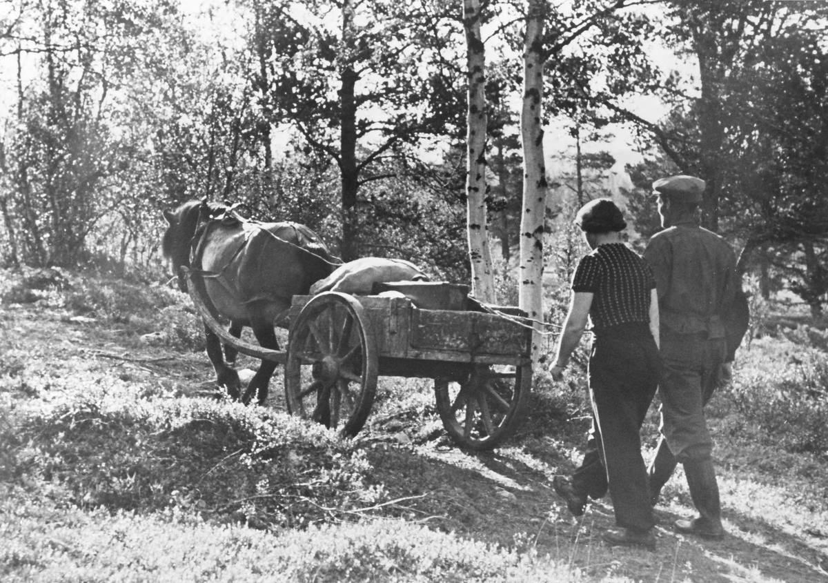 Par som flytter til seters, hest og vogn - Anno Musea i Nord-Østerdalen / DigitaltMuseum