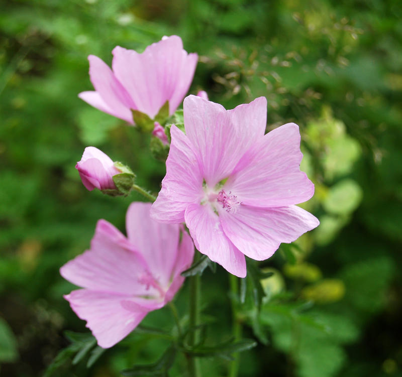 Kattost - Moskuskattost - Asker museum