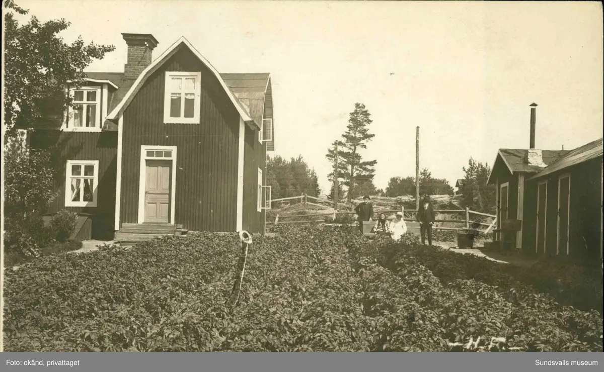 Vykort från Torpshammar - Sundsvalls museum / DigitaltMuseum