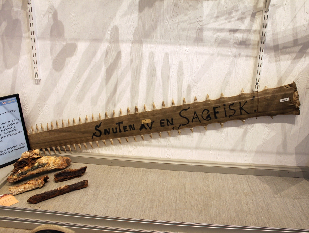 Snabel av sagfisk, 2,5 alen lang - Forsvarets museer / DigitaltMuseum