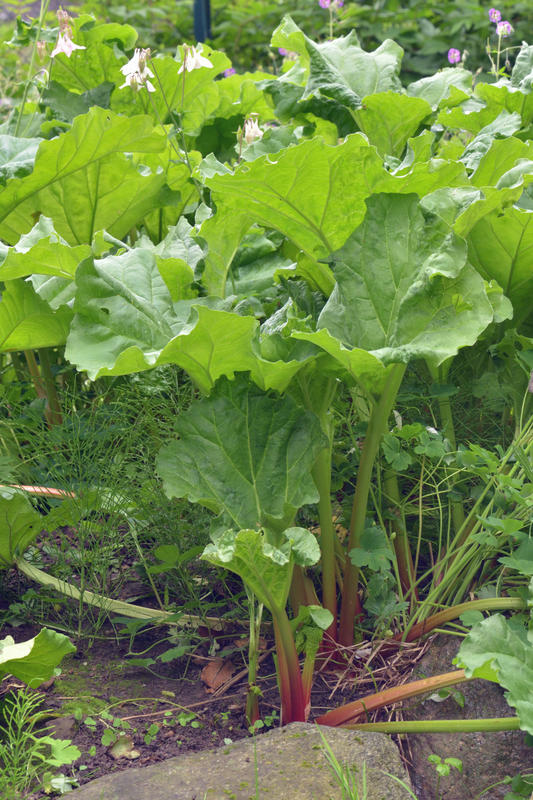 Rabarbra - Asker museum