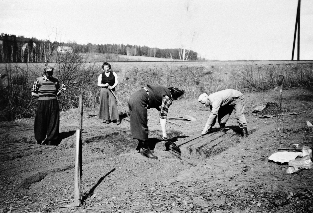 Matauk på Jesness, våren 1940, 2. verdenskrig. Kjøkkenhage. Fra venstre ...