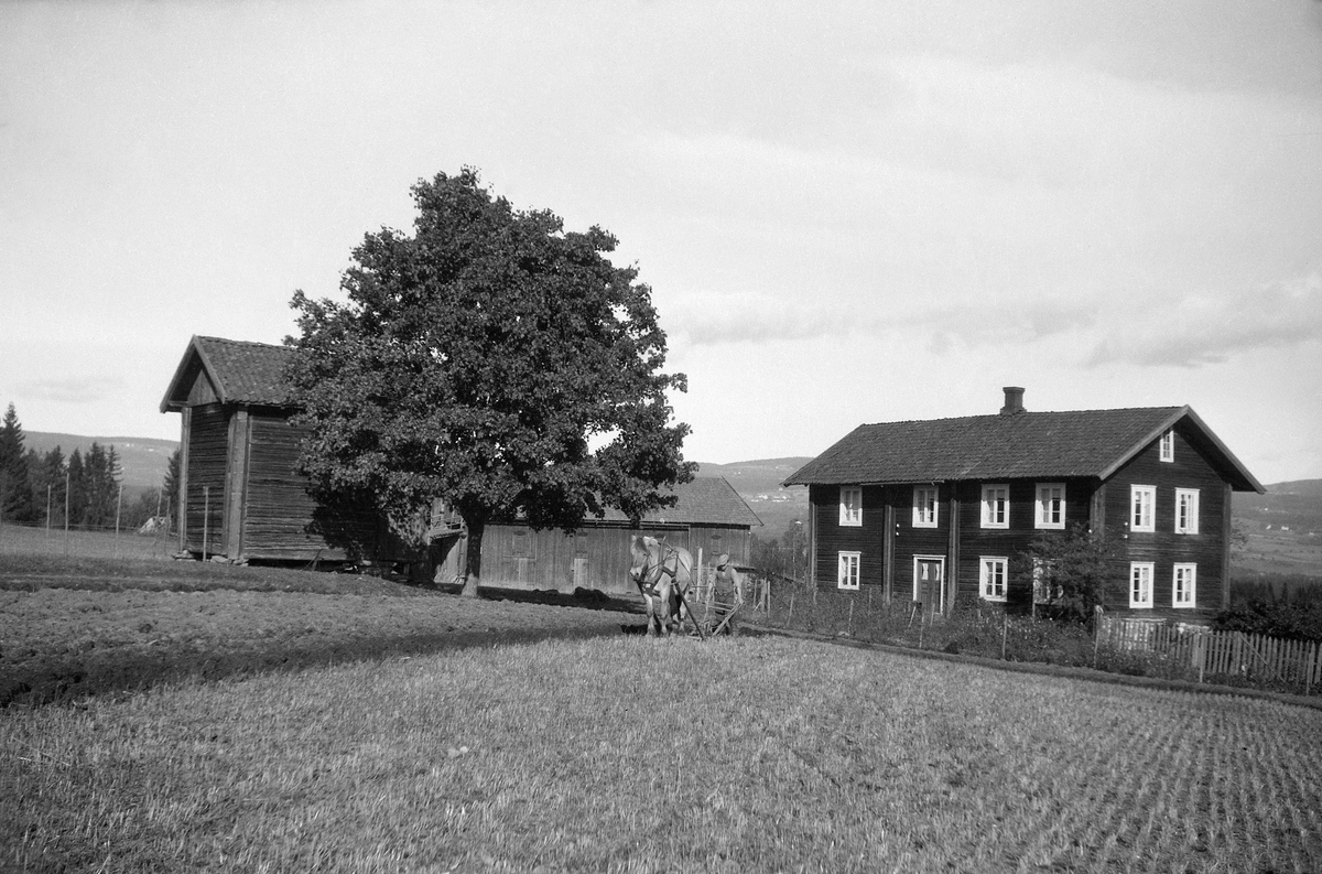 SOLBERG GÅRD, FURNES i Ringsaker, , GNR. 304-1. Pløying, hest og plog ...
