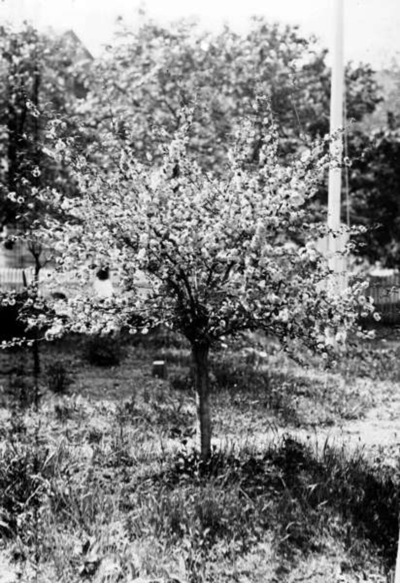 Ringebu. Gudbrandsdal fylkesskule. Mandeltre i blomst - Maihaugen ...